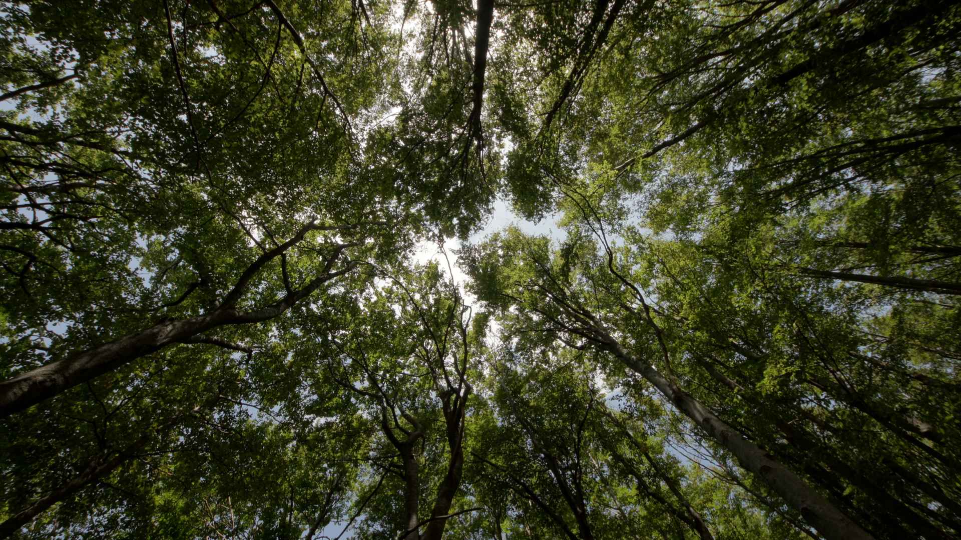 15 Fun Facts About the Environment That May Surprise You - My Shade of ...